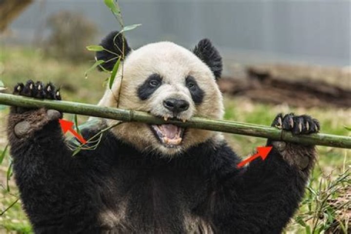 Why do red pandas have fake thumbs? - TruthNet News